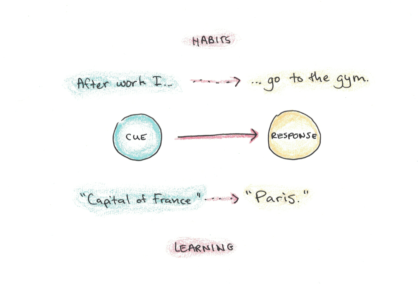 The Hidden Connection Between Habits and Learning - Scott H Young