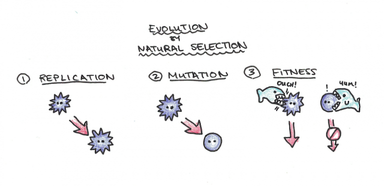 Useful Mental Model: Evolution by Natural Selection - Scott H Young