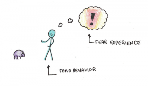 The Neuroscience of Anxiety - Scott H Young